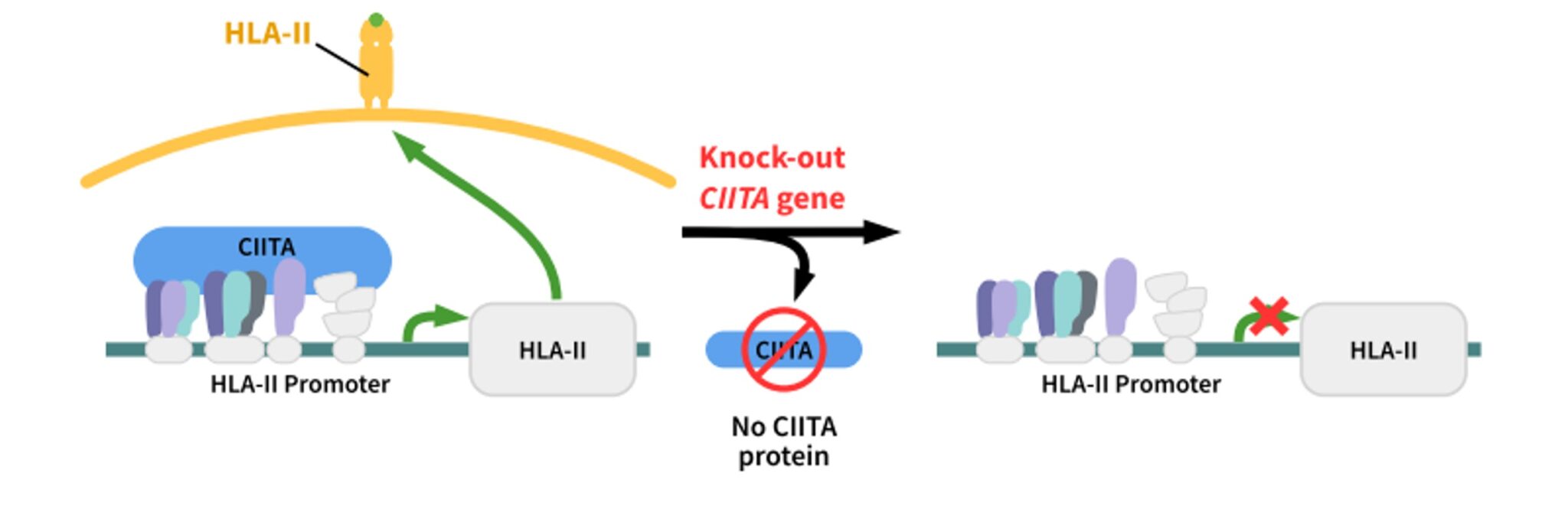 HLAノックアウトiPS細胞｜ユニーバーサルドナーセル｜B2M/CIITAダブルノックアウト｜再生医療・創薬研究 - 株式会社リプロセル